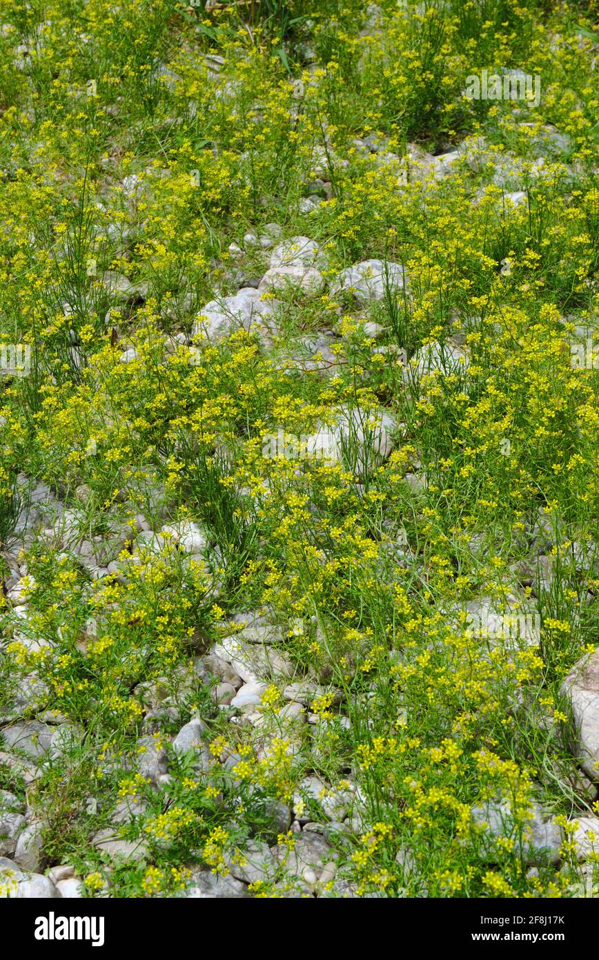 Pebbles flower hi-res stock photography and images - Alamy