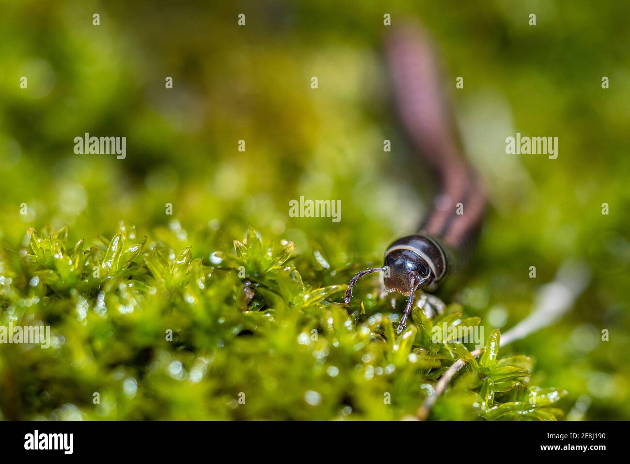 Millipede Millipedes High Resolution Stock Photography and Images - Alamy