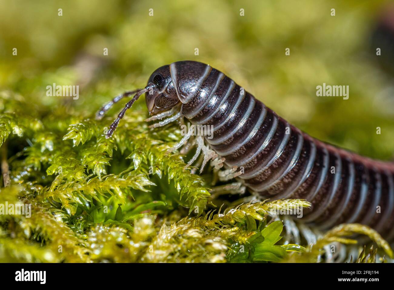 Julidae hi-res stock photography and images - Alamy