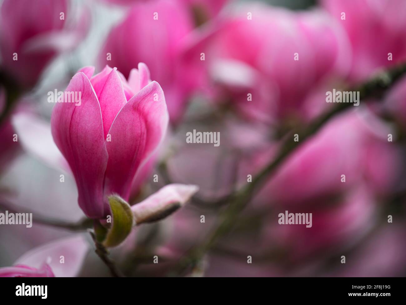 Flowering pink magnolia tree Stock Photo - Alamy