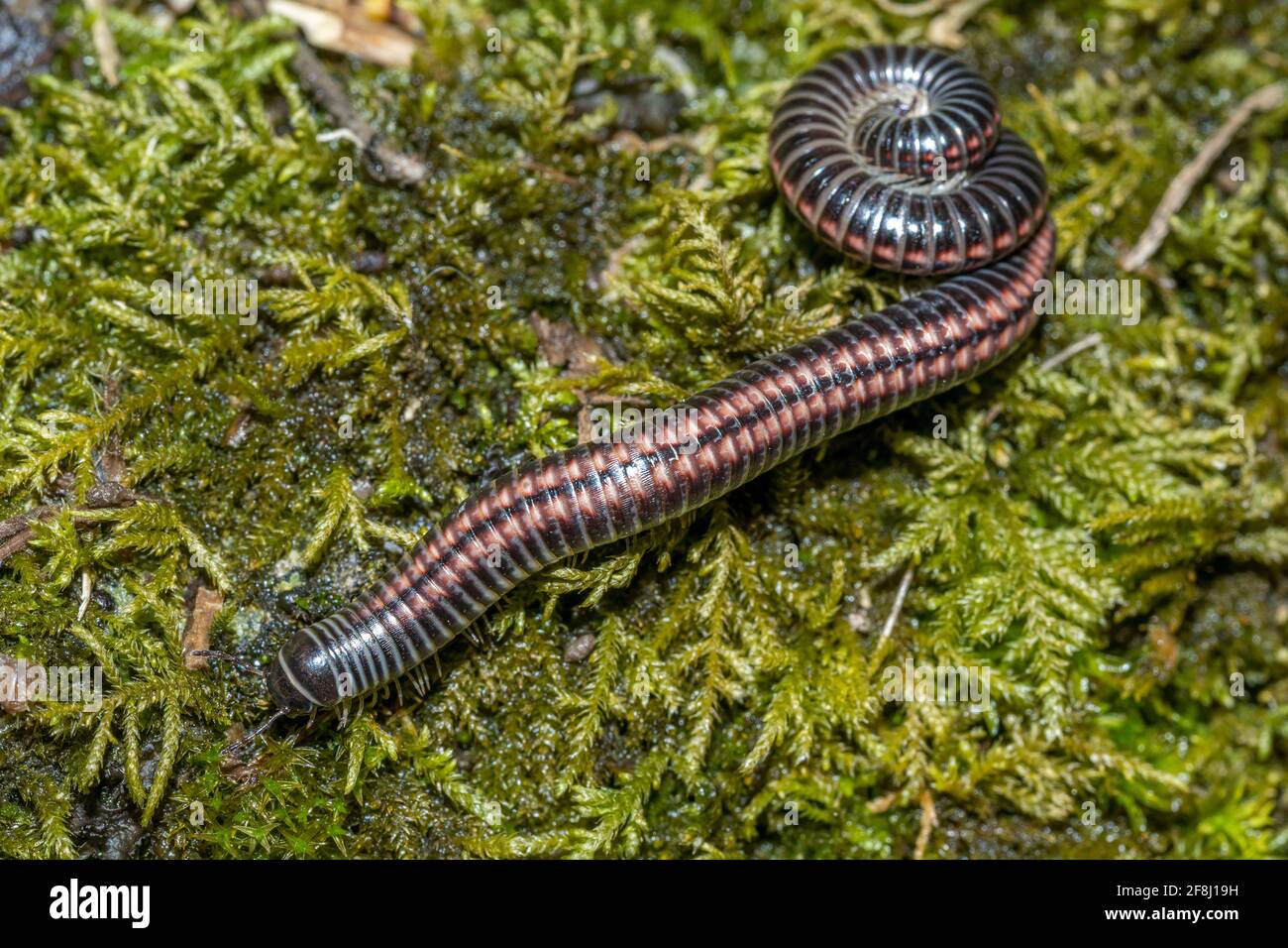 Julidae High Resolution Stock Photography and Images - Alamy