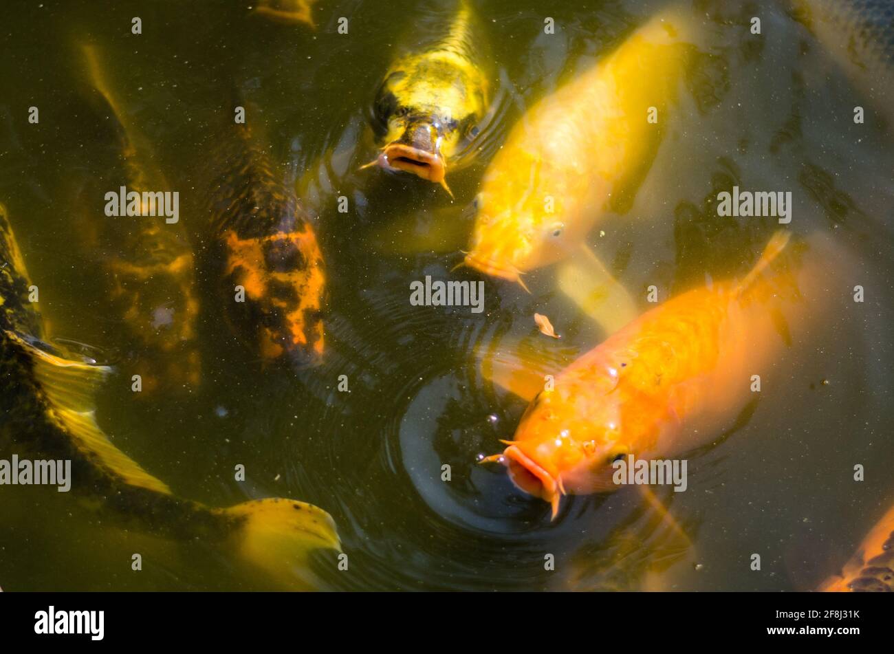 group of golden carp fish in pond Stock Photo - Alamy