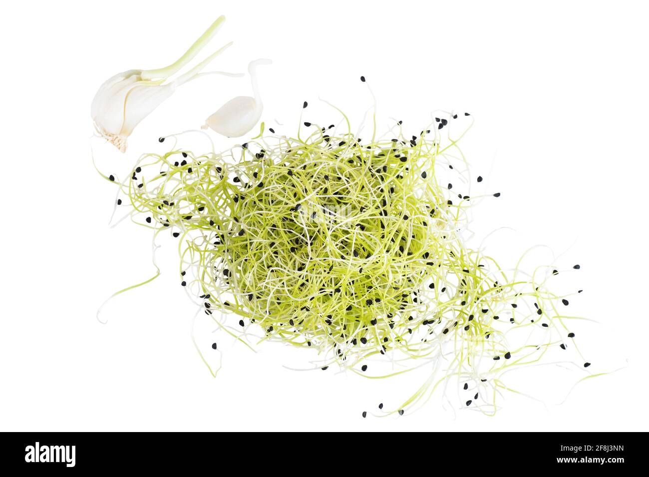 Organic garlic sprouts on white background Stock Photo - Alamy