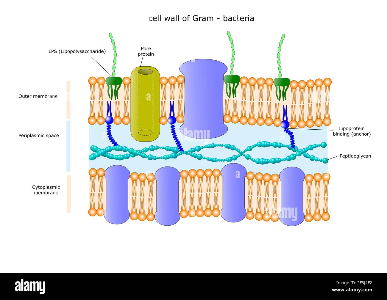Gram negative membrane hi-res stock photography and images - Alamy