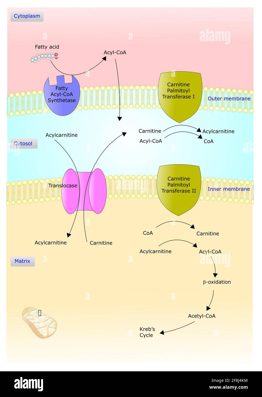 Fatty acid metabolism hi-res stock photography and images - Alamy