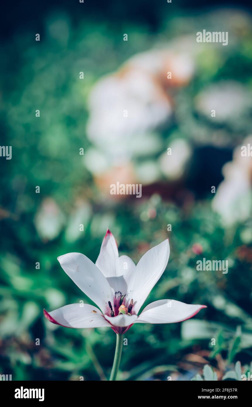 White spring tulip flower hi-res stock photography and images - Alamy