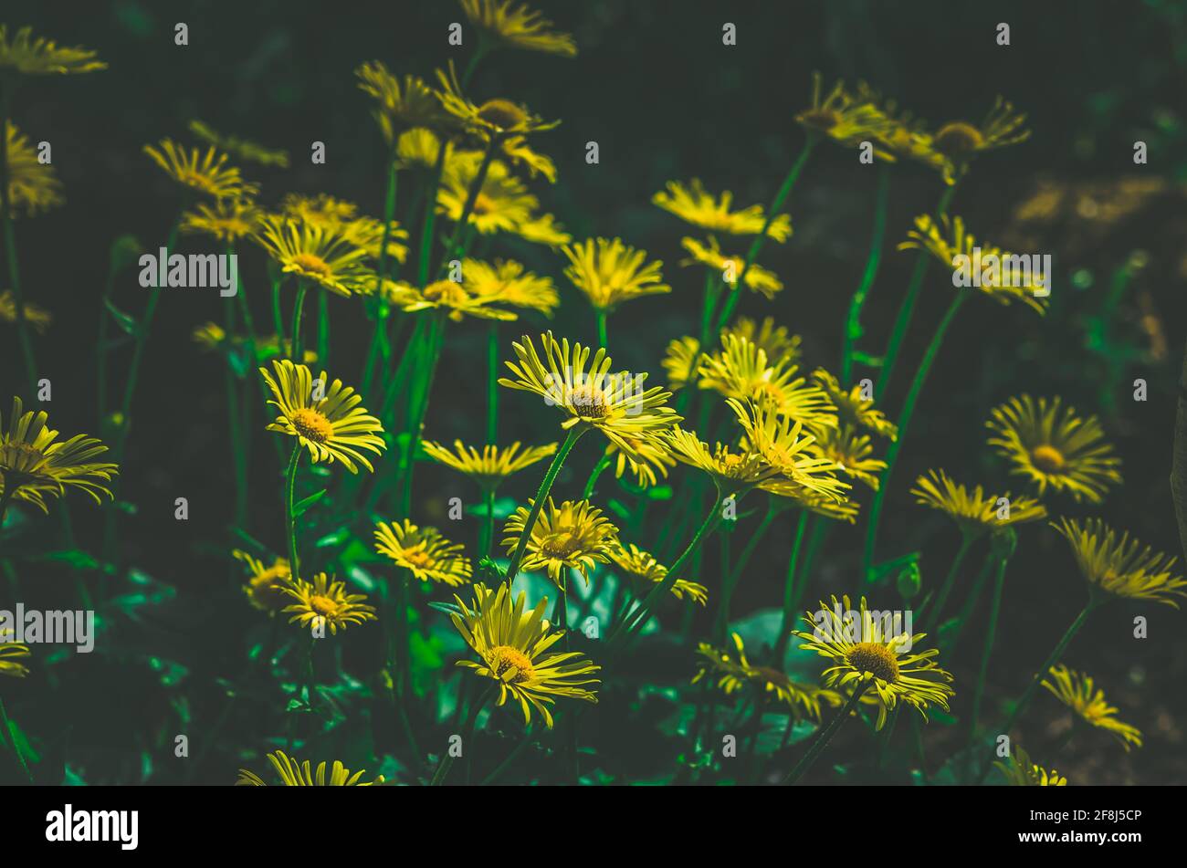 beautiful spring yellow leopard´s bane flowers Stock Photo - Alamy