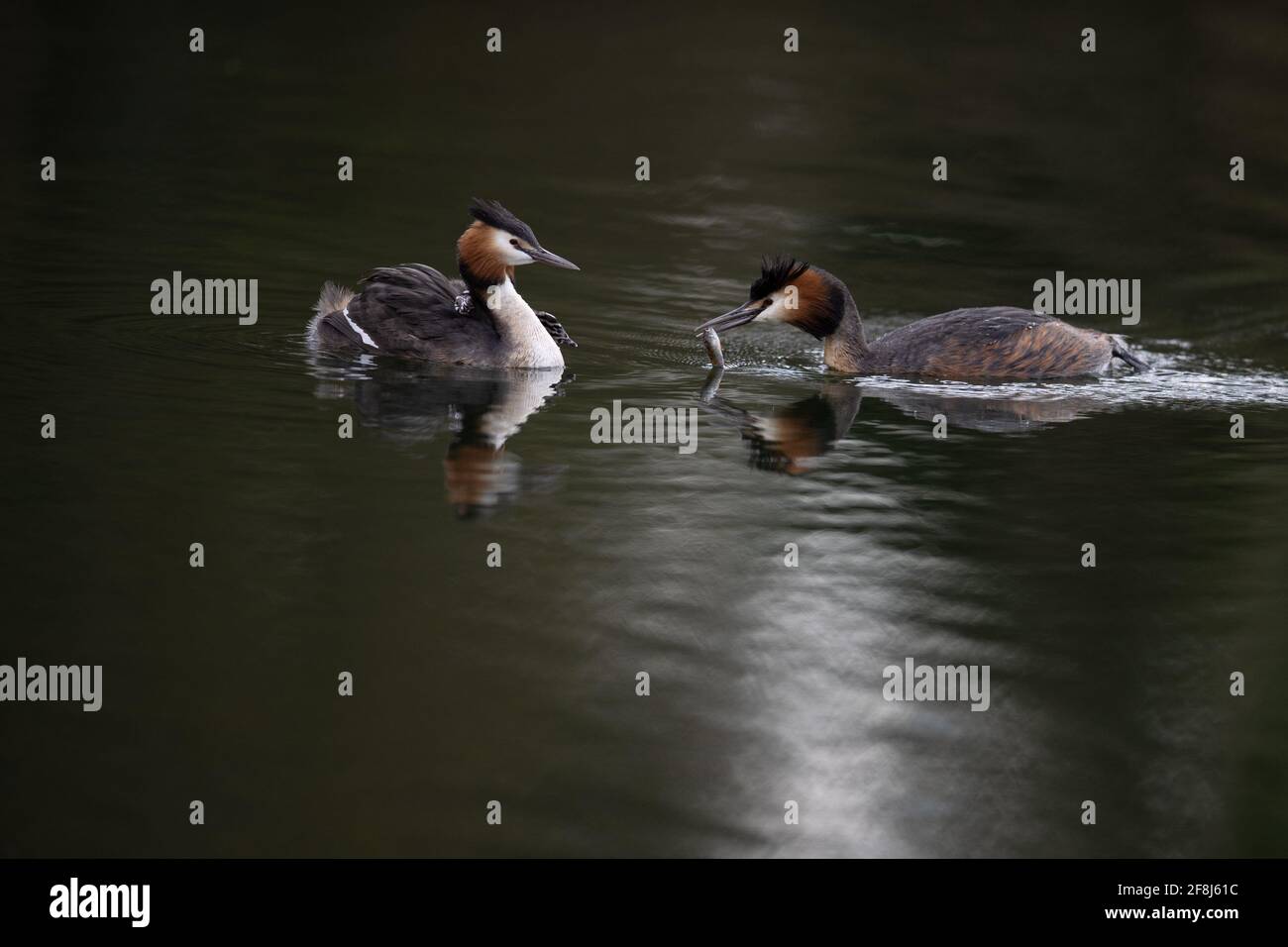 Great crested Gerbe feeding young on water Stock Photo - Alamy