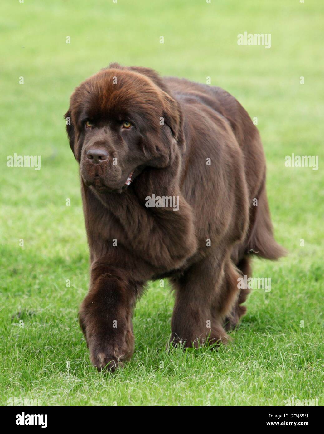 Newfoundland breed hi-res stock photography and images - Alamy