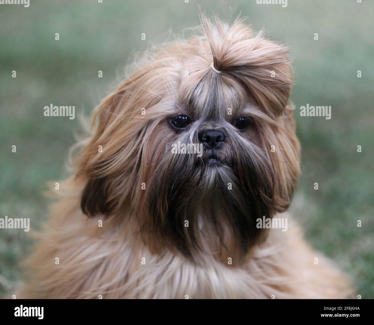 Dog top knot hi-res stock photography and images - Alamy