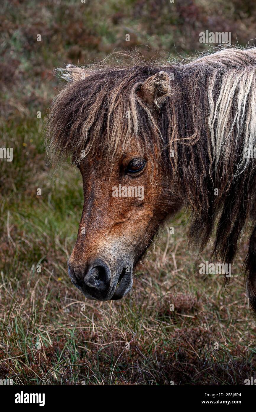 Shetland ponies scotland wild hi-res stock photography and images - Alamy