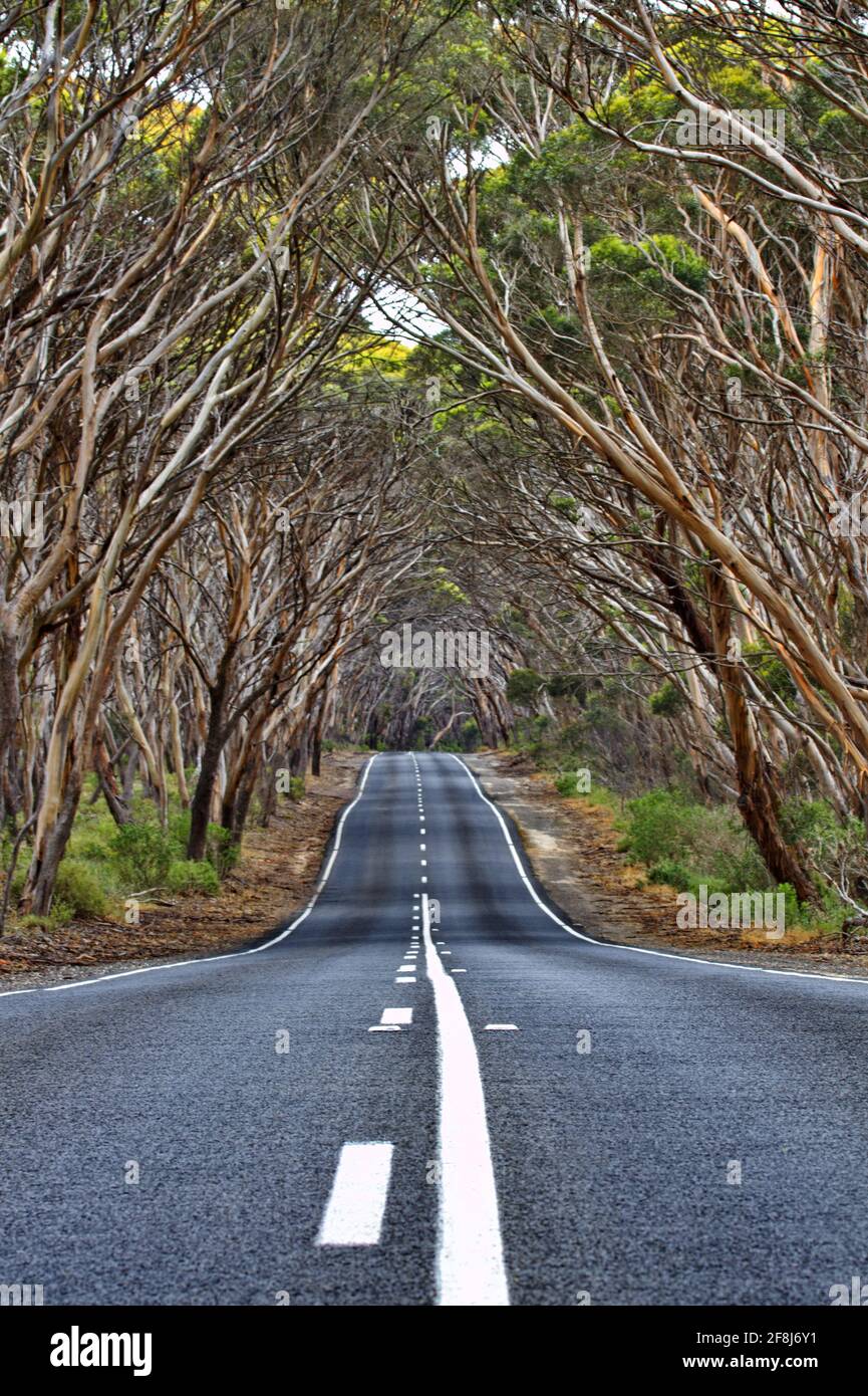 Archway of trees hi-res stock photography and images - Alamy