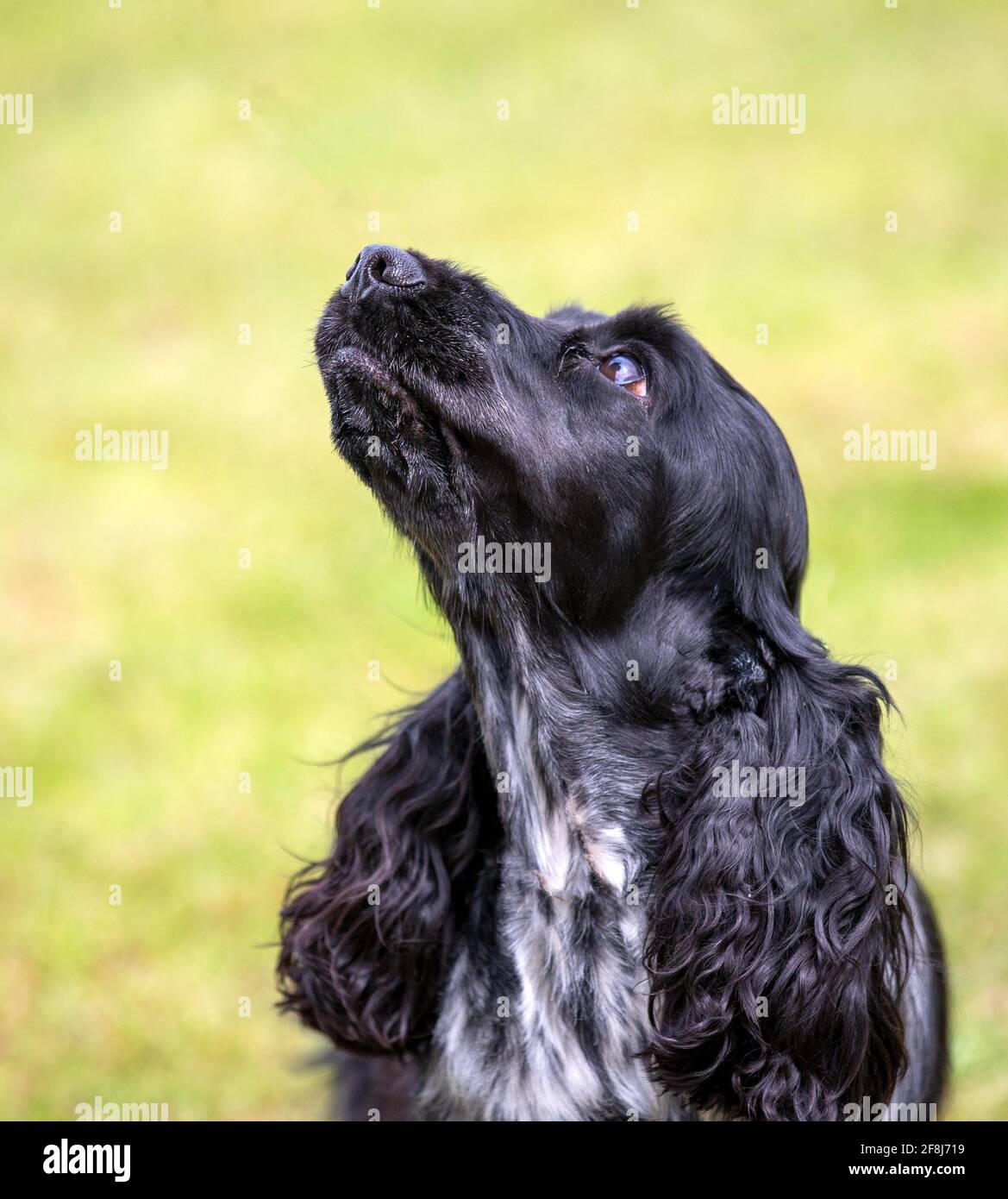 Show cocker with working cocker hi-res stock photography and images - Alamy
