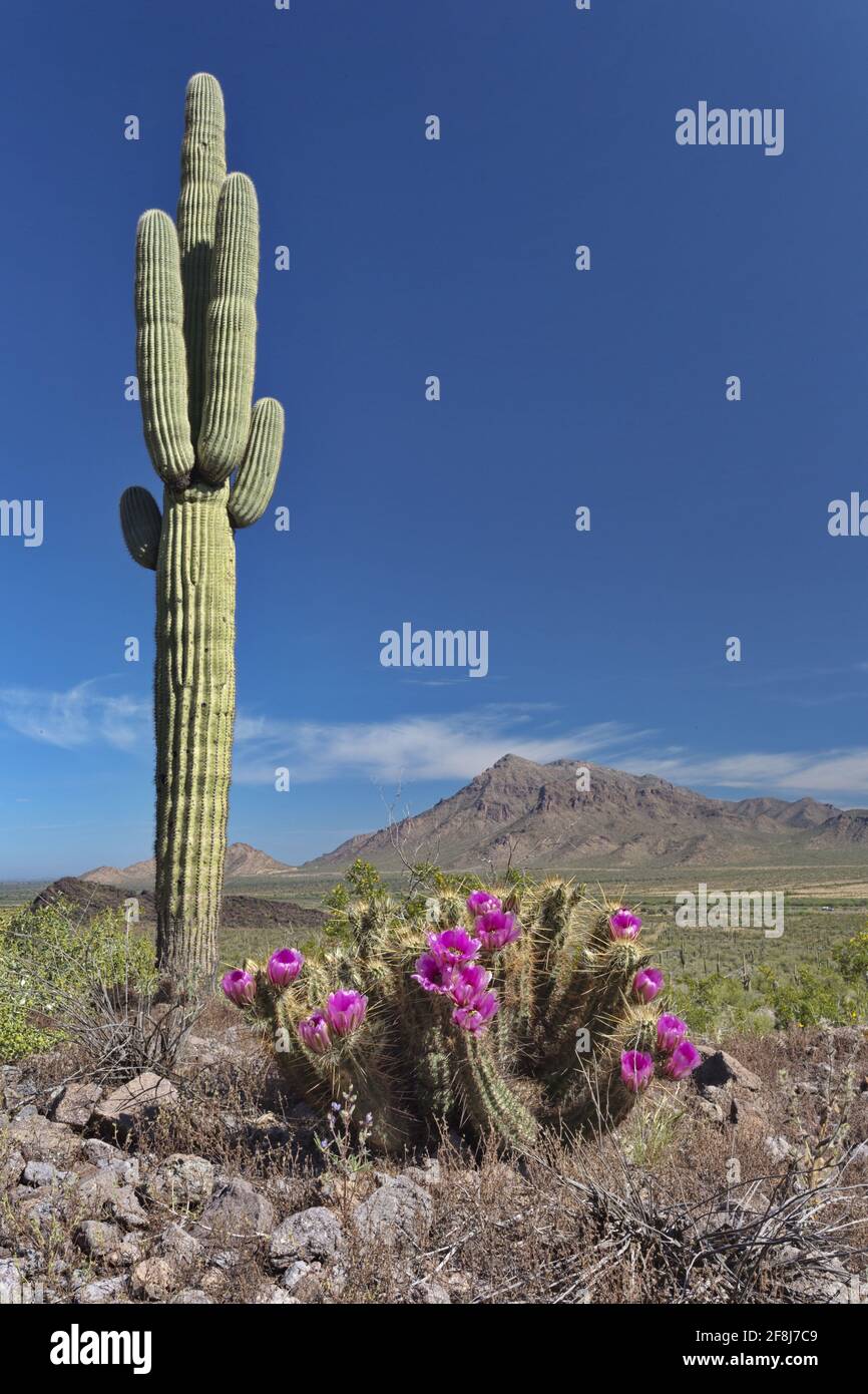 Pink bloos of hedgehog cactus are desert color at foot of tall Saguaro ...