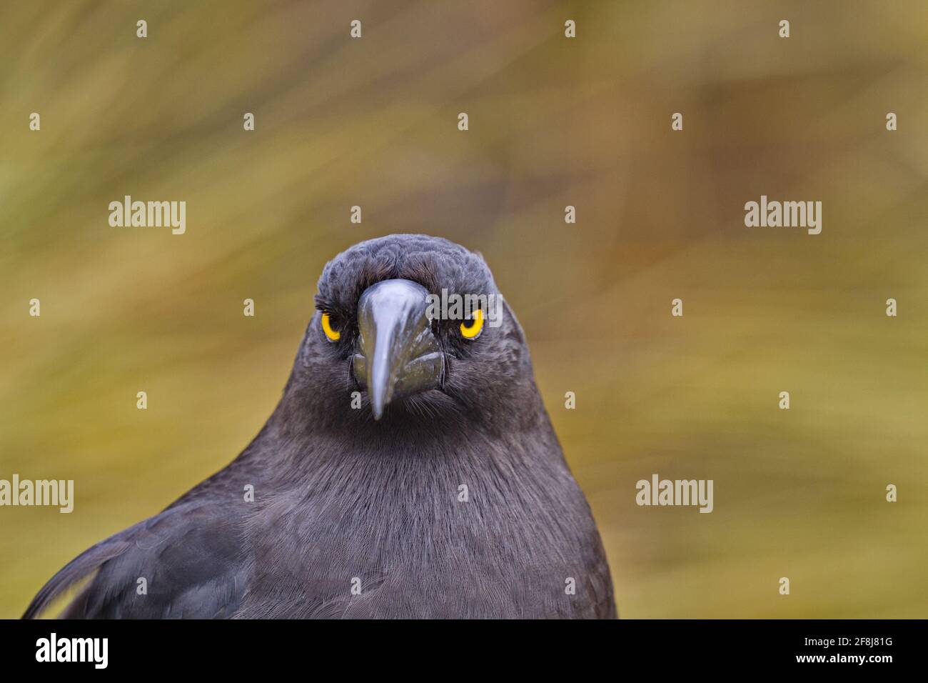 Dove cradle mountain lake st clair national park hi-res stock ...