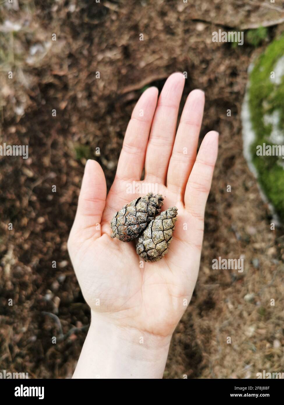 Top view of pine cones on hand on a blurred background Stock Photo - Alamy