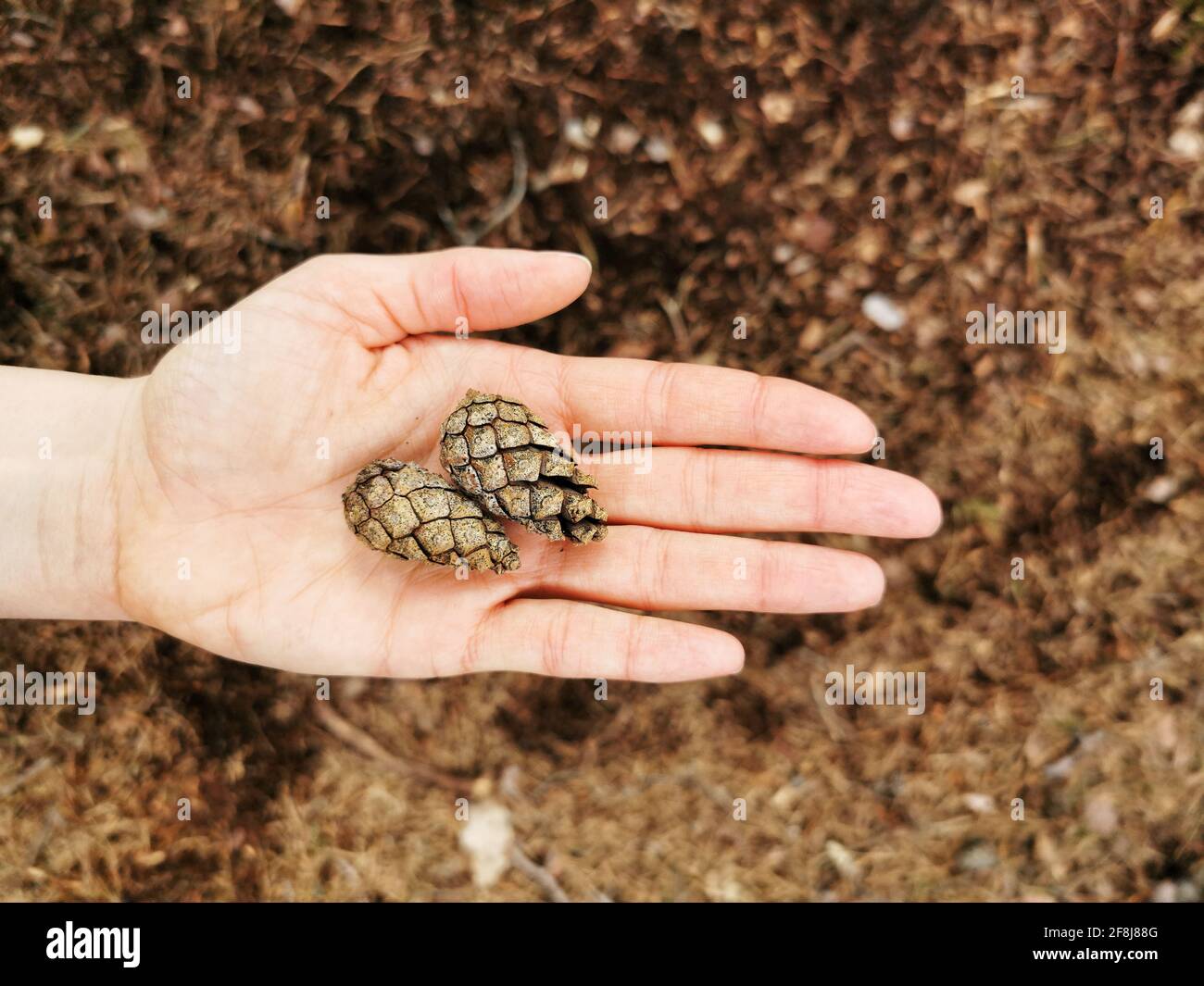 Top view of pine cones on hand on a blurred background Stock Photo - Alamy
