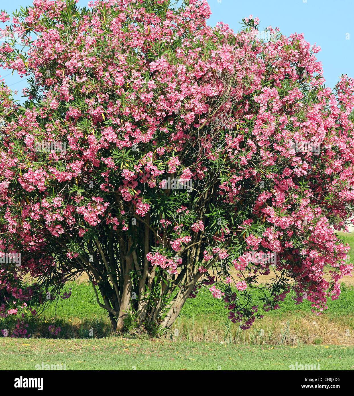 oleander tree in italy i Stock Photo - Alamy