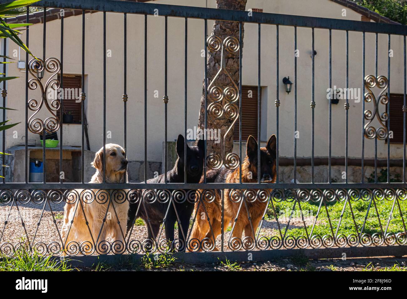 Three dogs guarding a house behind iron bars Stock Photo - Alamy