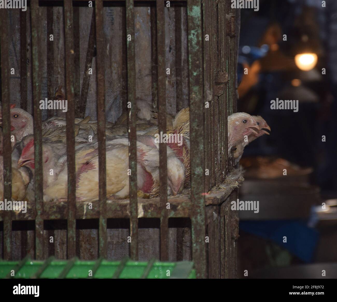 Chicken slaughter house hi-res stock photography and images - Alamy