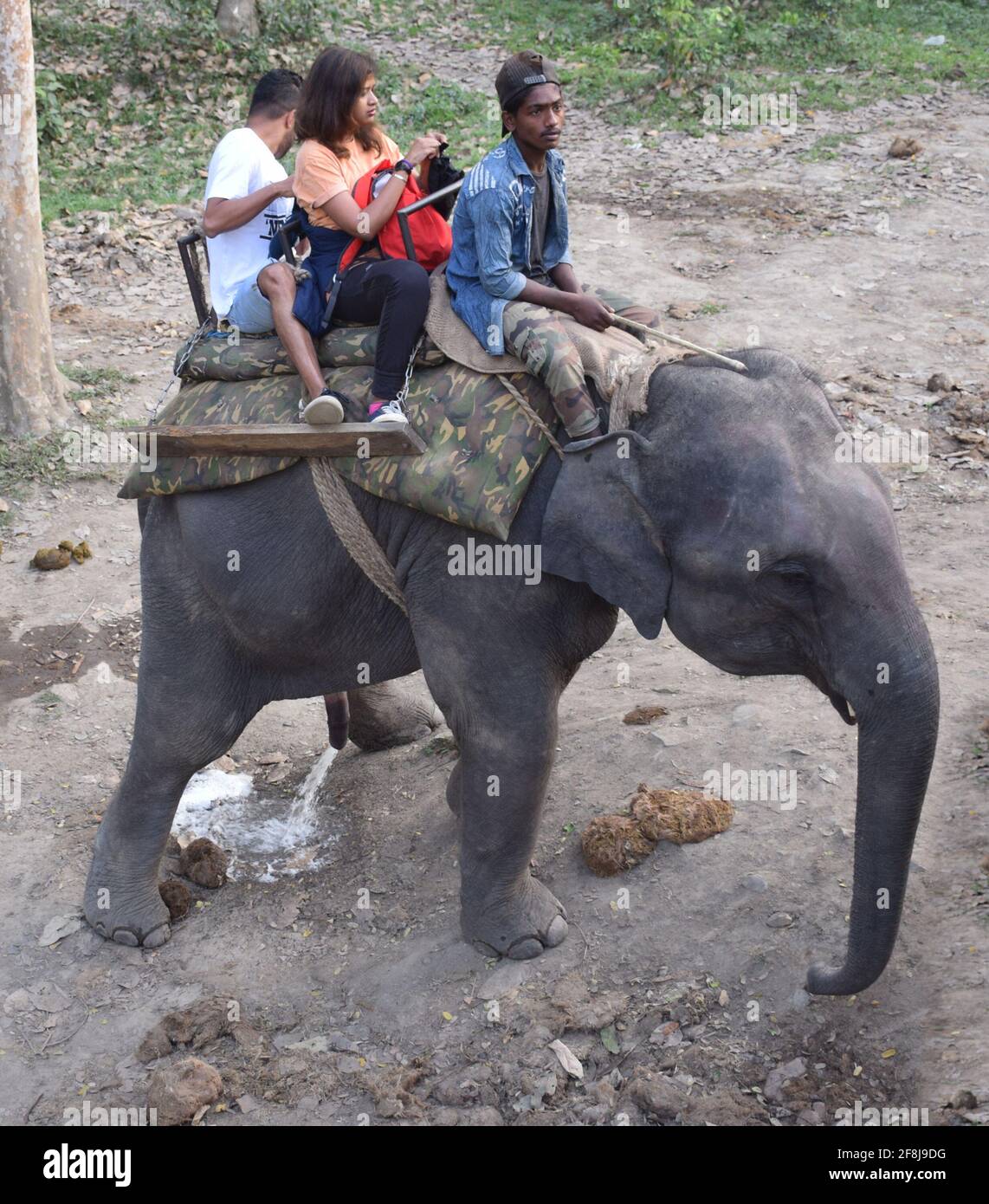 Elephant carrying baby hi-res stock photography and images - Alamy