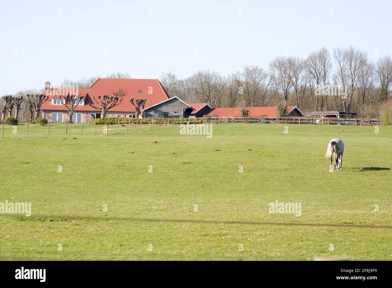 Horse stands in pasture with a farm in the background in Arnhem in the ...