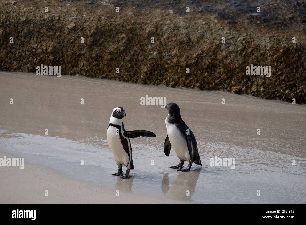 Two African penguins standing on the beach looking at each other ...