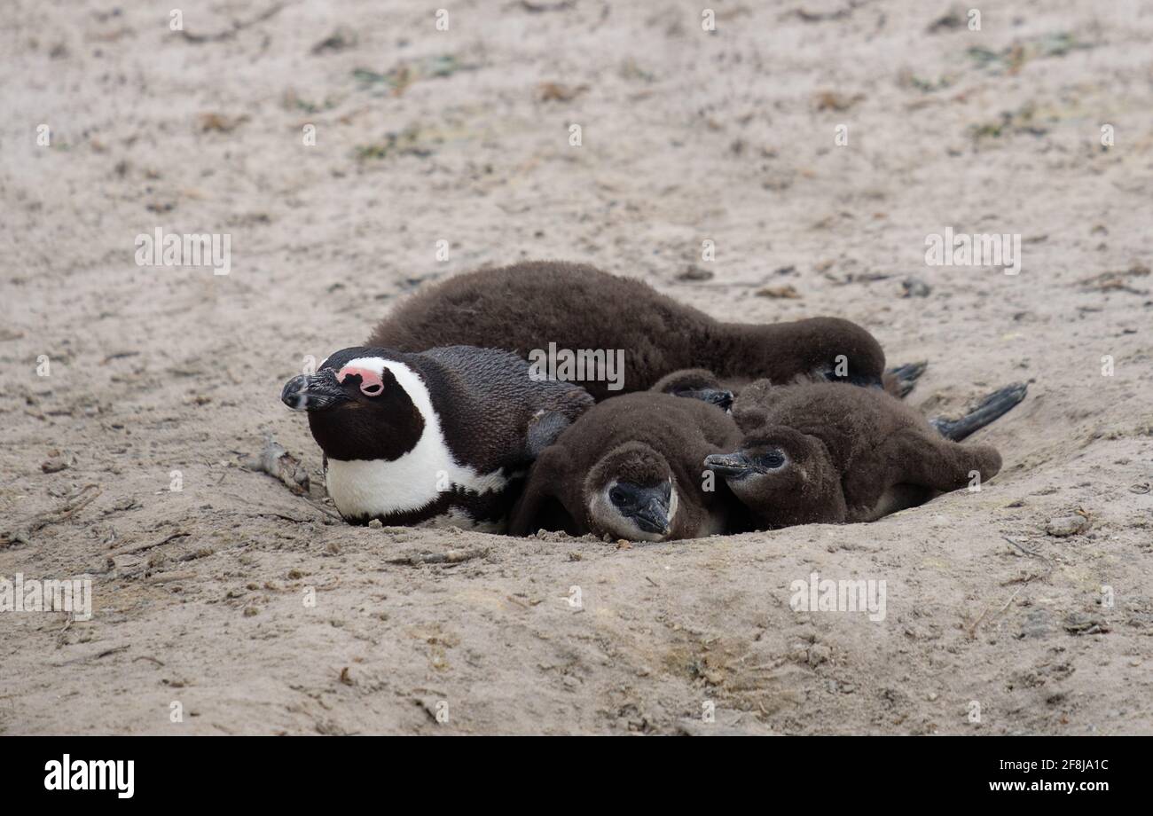 A female African Penguin and three chicks sitting on beach, Cape Town ...
