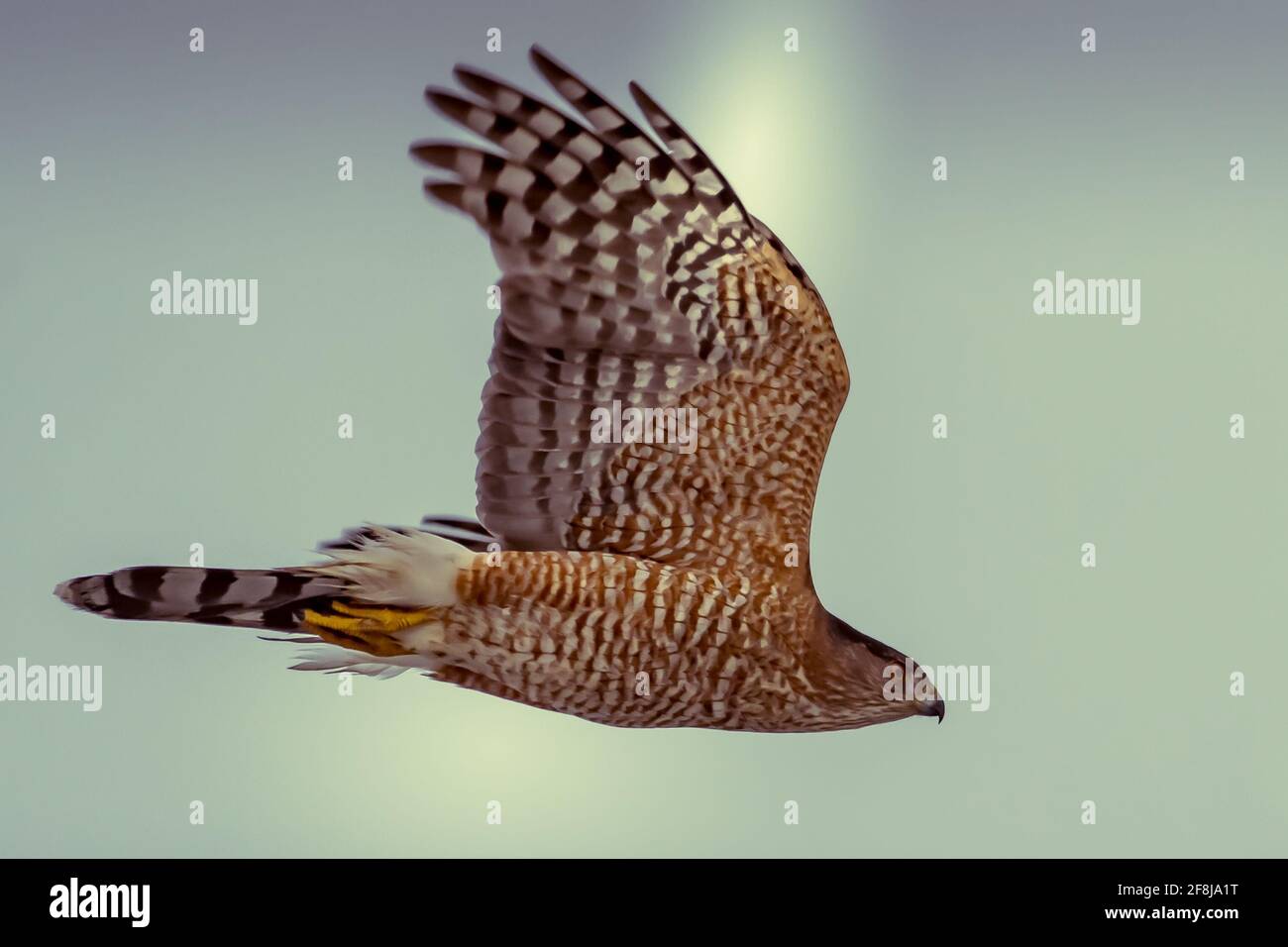 Close-up of a Coopers Hawk in flight, Canada Stock Photo - Alamy