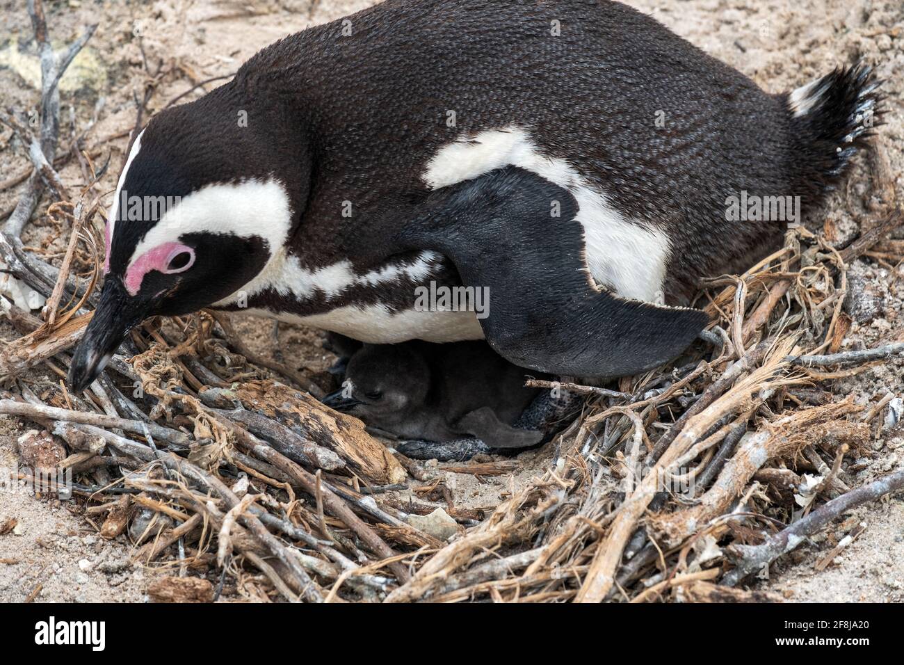 African Penguin Nest