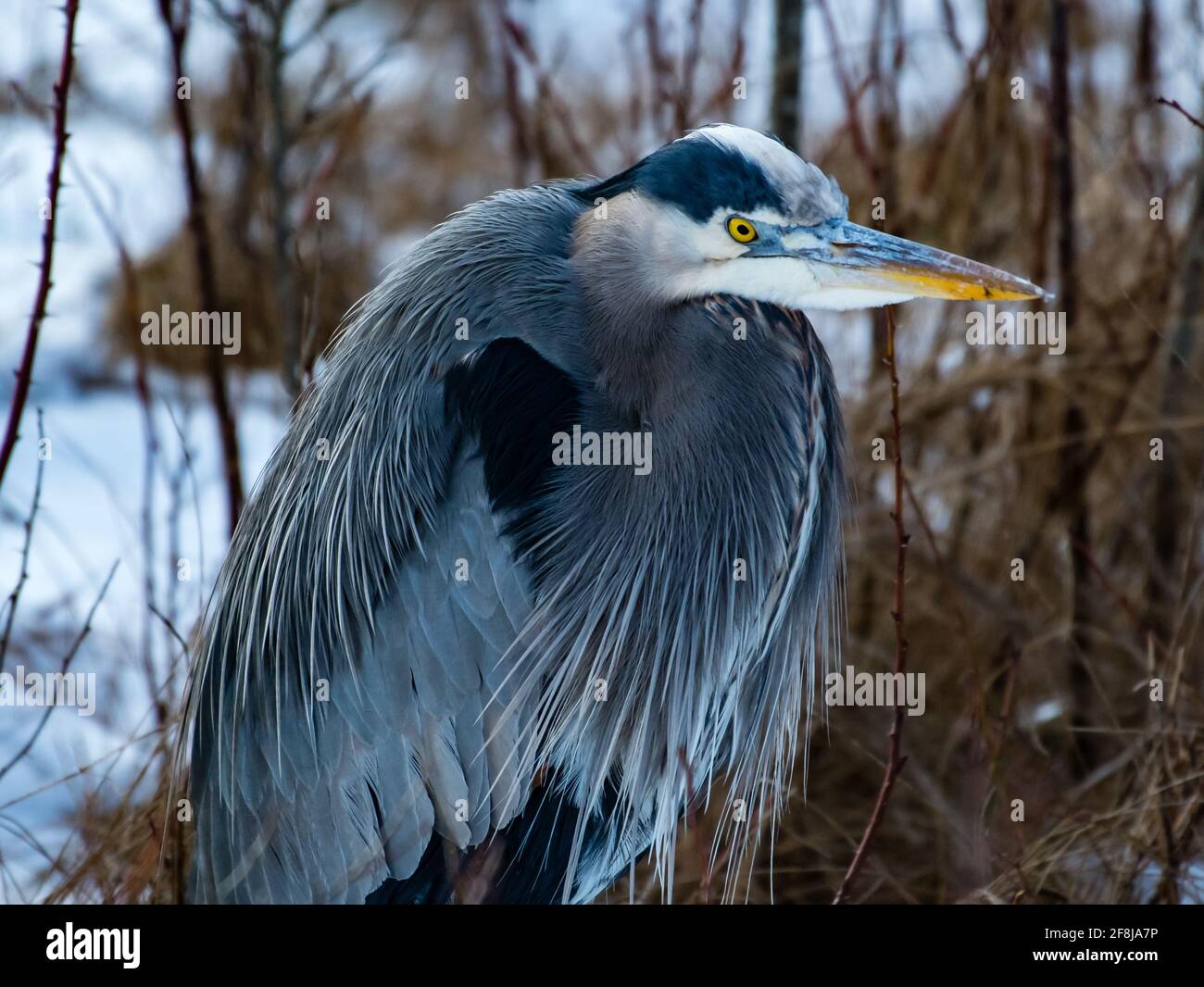 Close-Up of a Great Blue Heron, Canada Stock Photo - Alamy