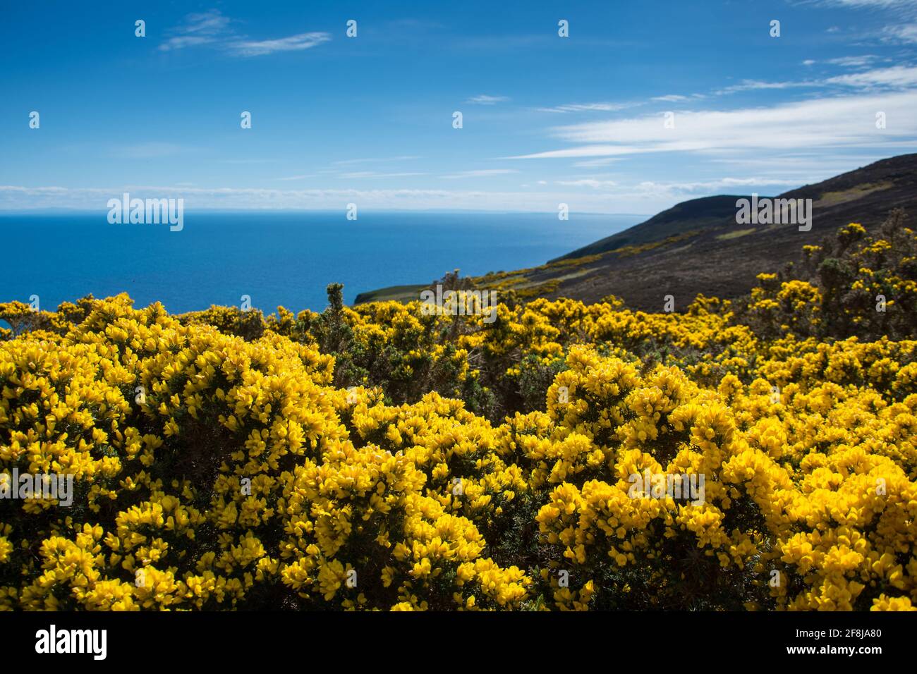 Coastal landscape with flowering gorse, Badbea, Garve, Scotland, UK ...