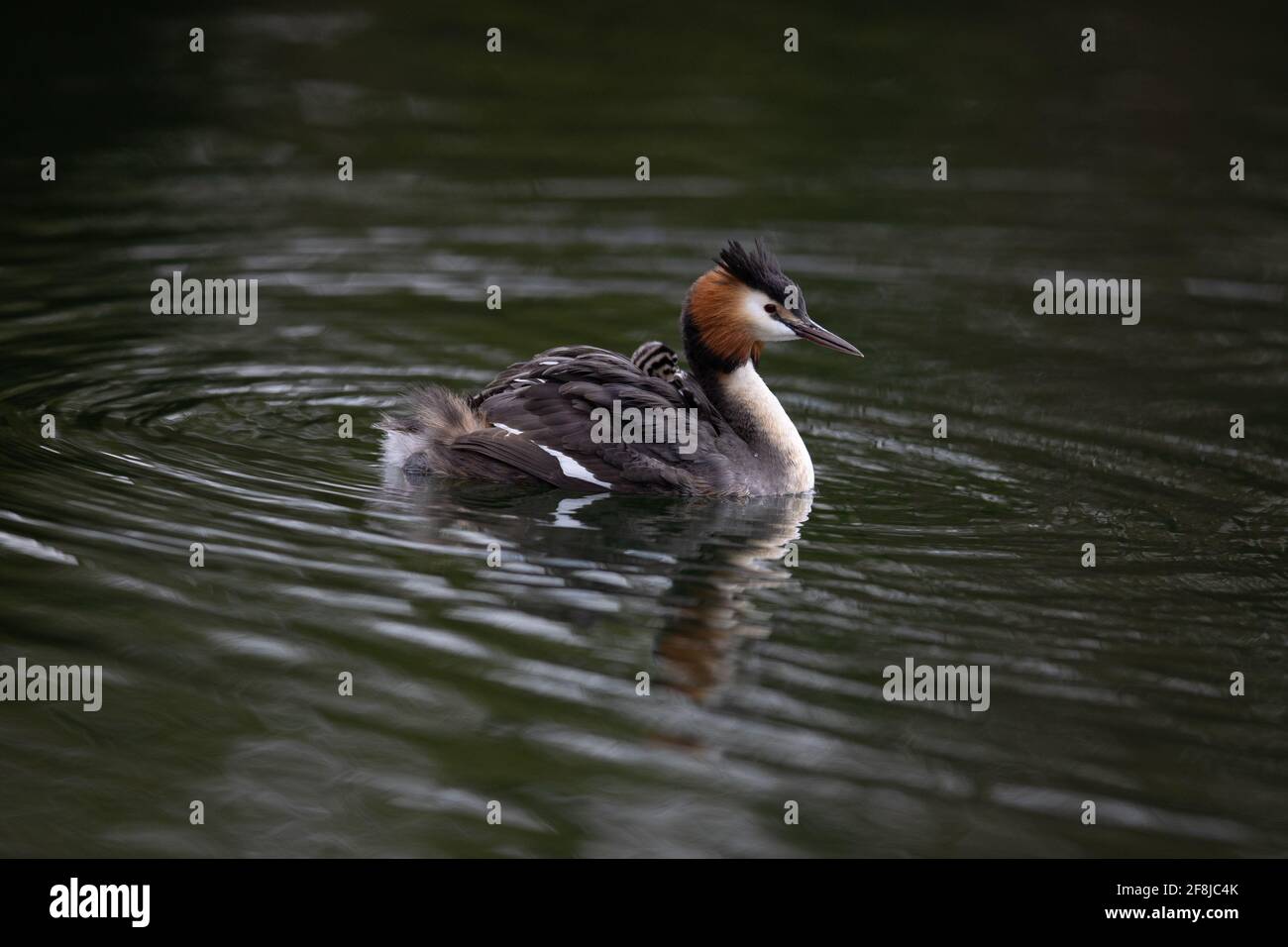 Great crested Gerbe feeding young on water Stock Photo - Alamy