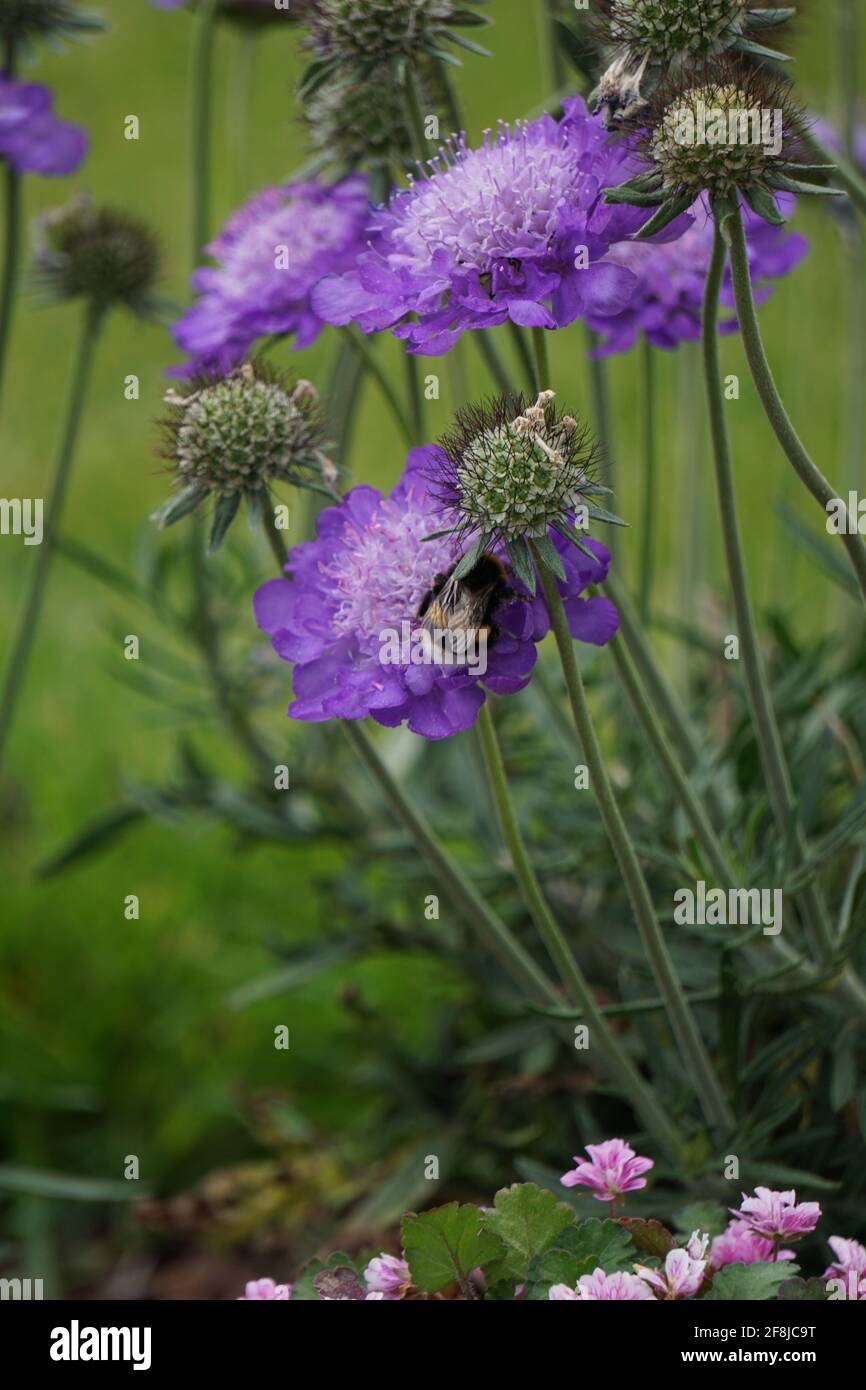 Scabiosas hi-res stock photography and images - Alamy