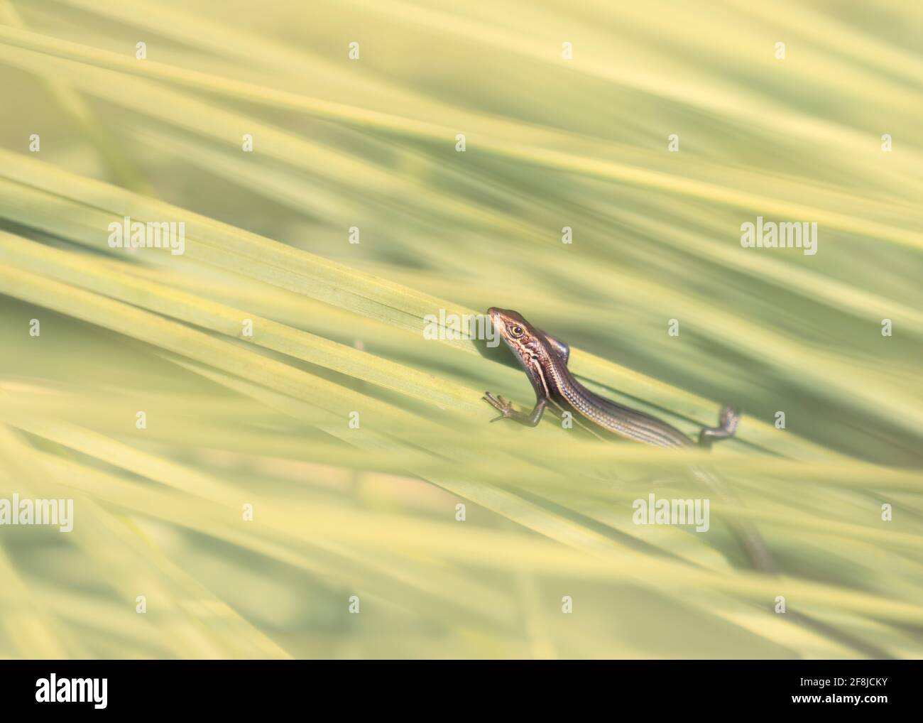Glossy grass skink on a grass tree, Australia Stock Photo - Alamy