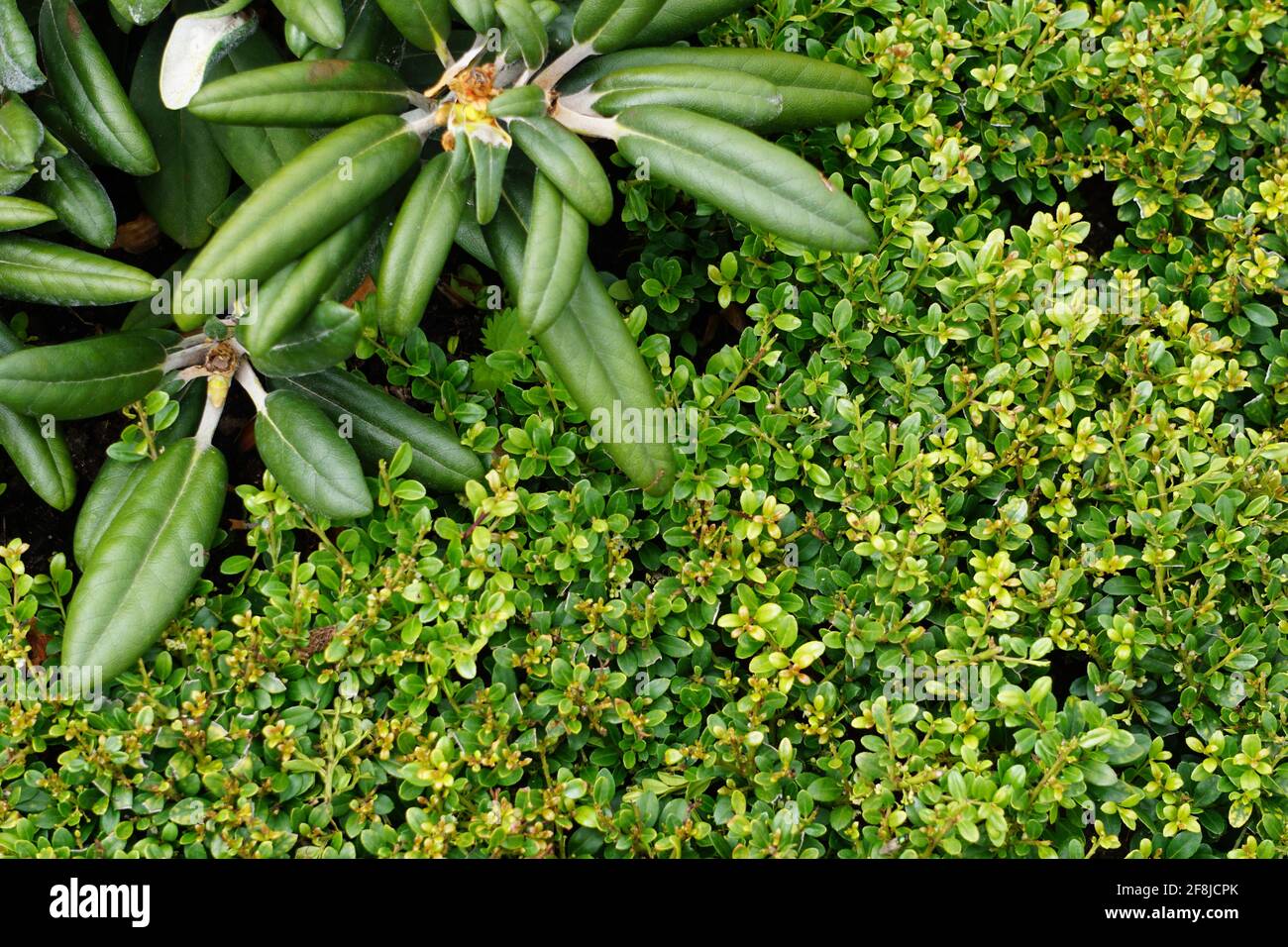 Top view of boxwood and dicotyledonous plants Stock Photo - Alamy