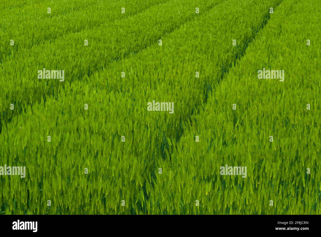 The story of the green barley field Stock Photo - Alamy