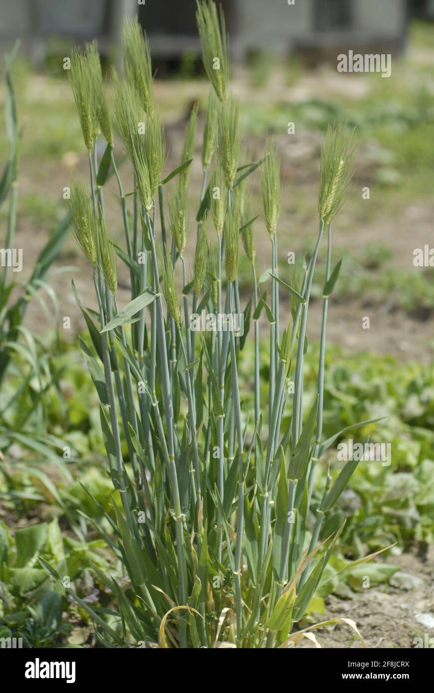 The story of the green barley field Stock Photo - Alamy
