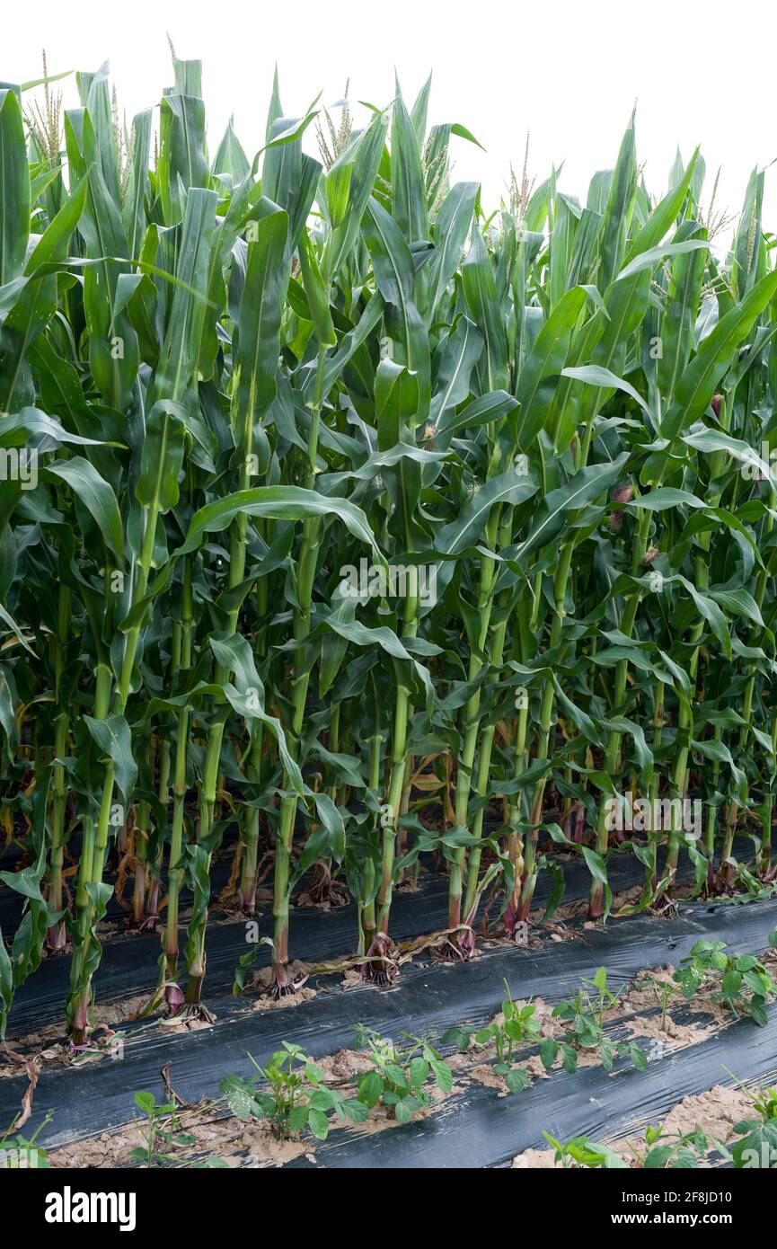 Cornstalk plant hi-res stock photography and images - Alamy