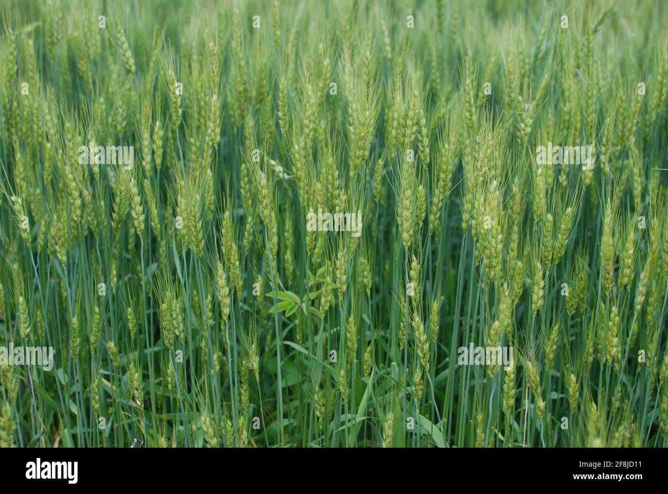 The process of growing green wheat Stock Photo - Alamy