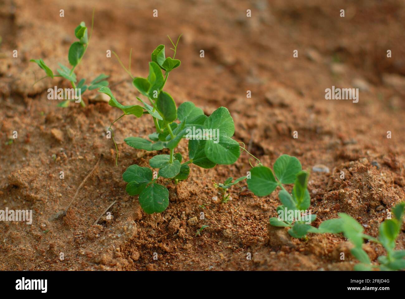 Ocher soil hi-res stock photography and images - Alamy