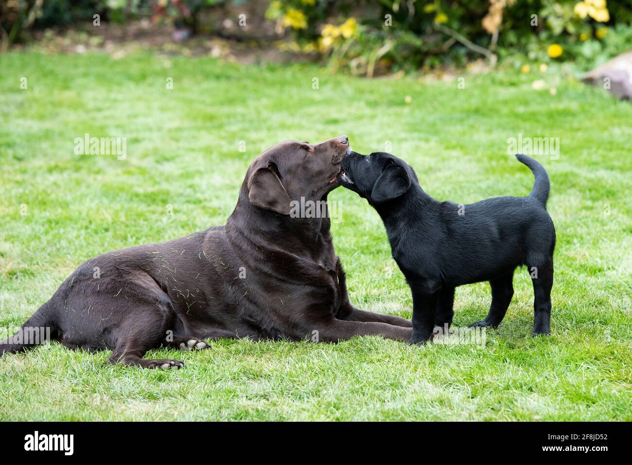 Adult chocolate Labrador dog playing in the garden with a nine week old ...