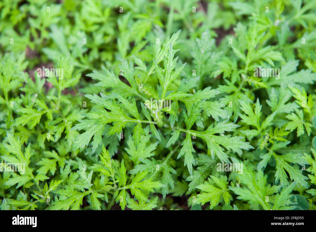 Mugwort leaves hi-res stock photography and images - Alamy