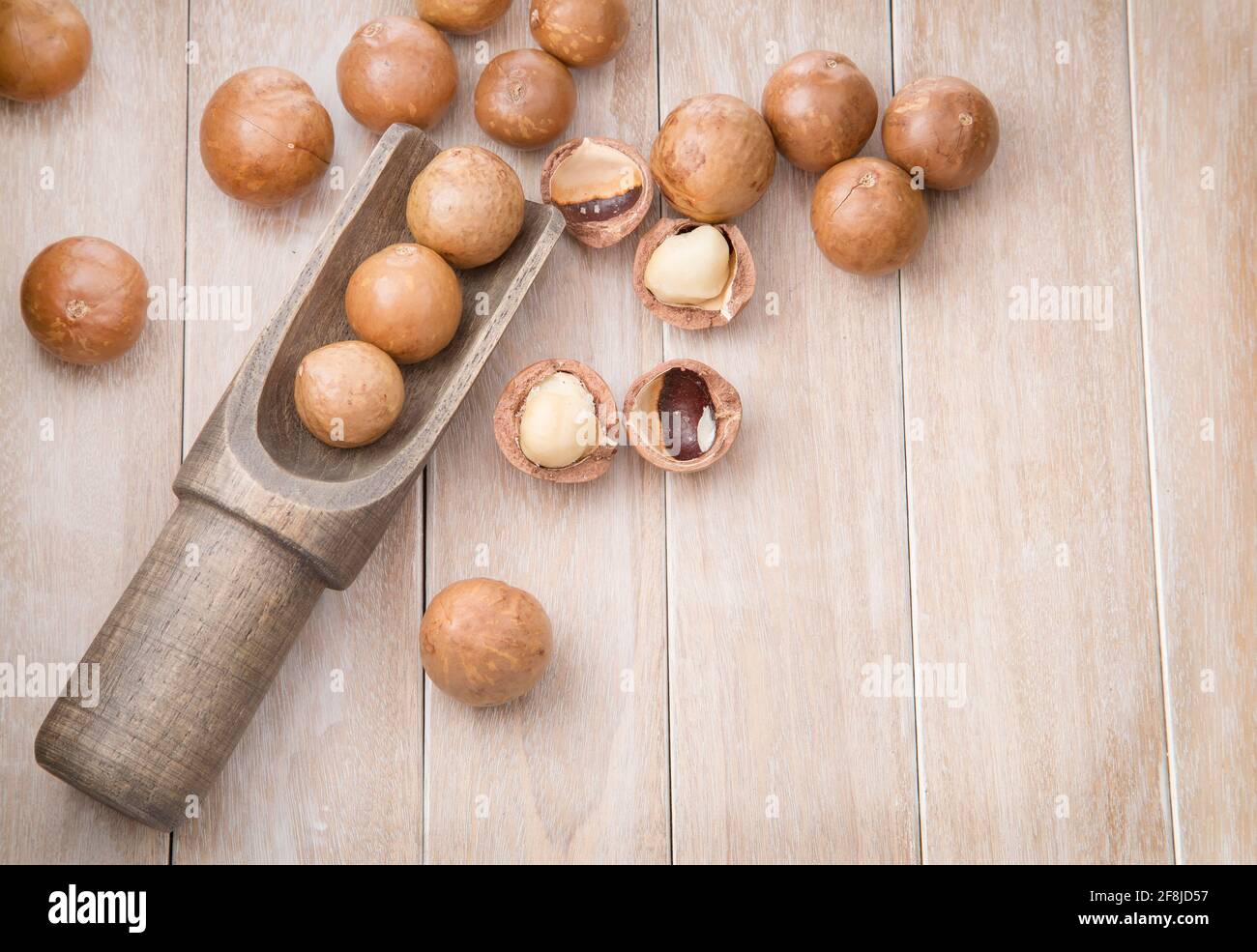 Macadamia nuts - Macadamia integrifolia Stock Photo - Alamy
