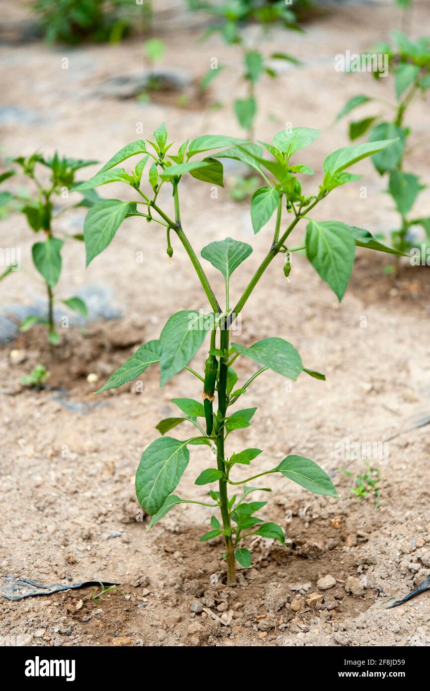 Pepper stem with green pepper Stock Photo - Alamy
