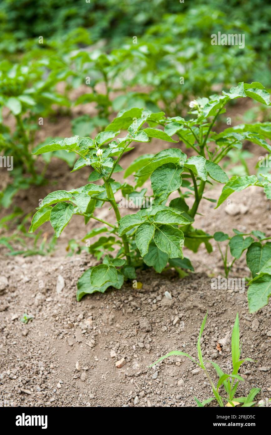 The potato stalks are growing well Stock Photo - Alamy