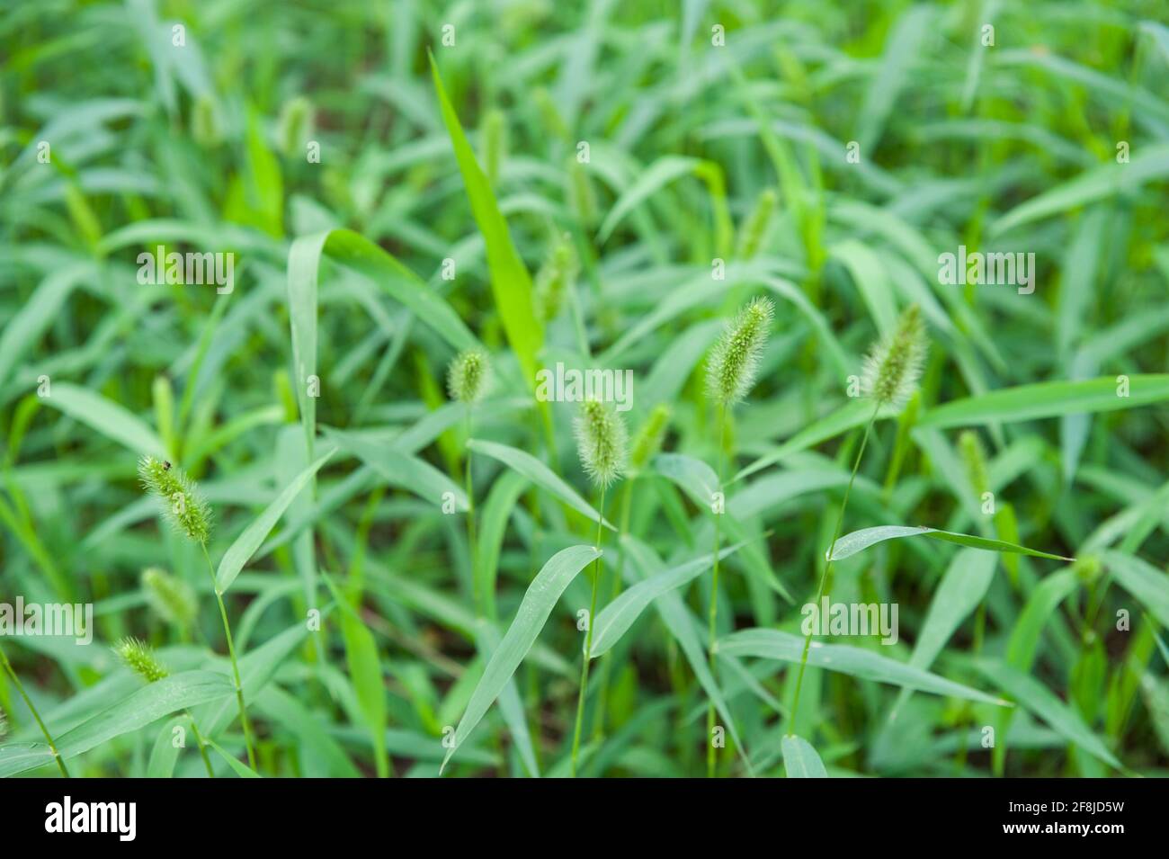Cute grass like a puppy's tail Stock Photo - Alamy