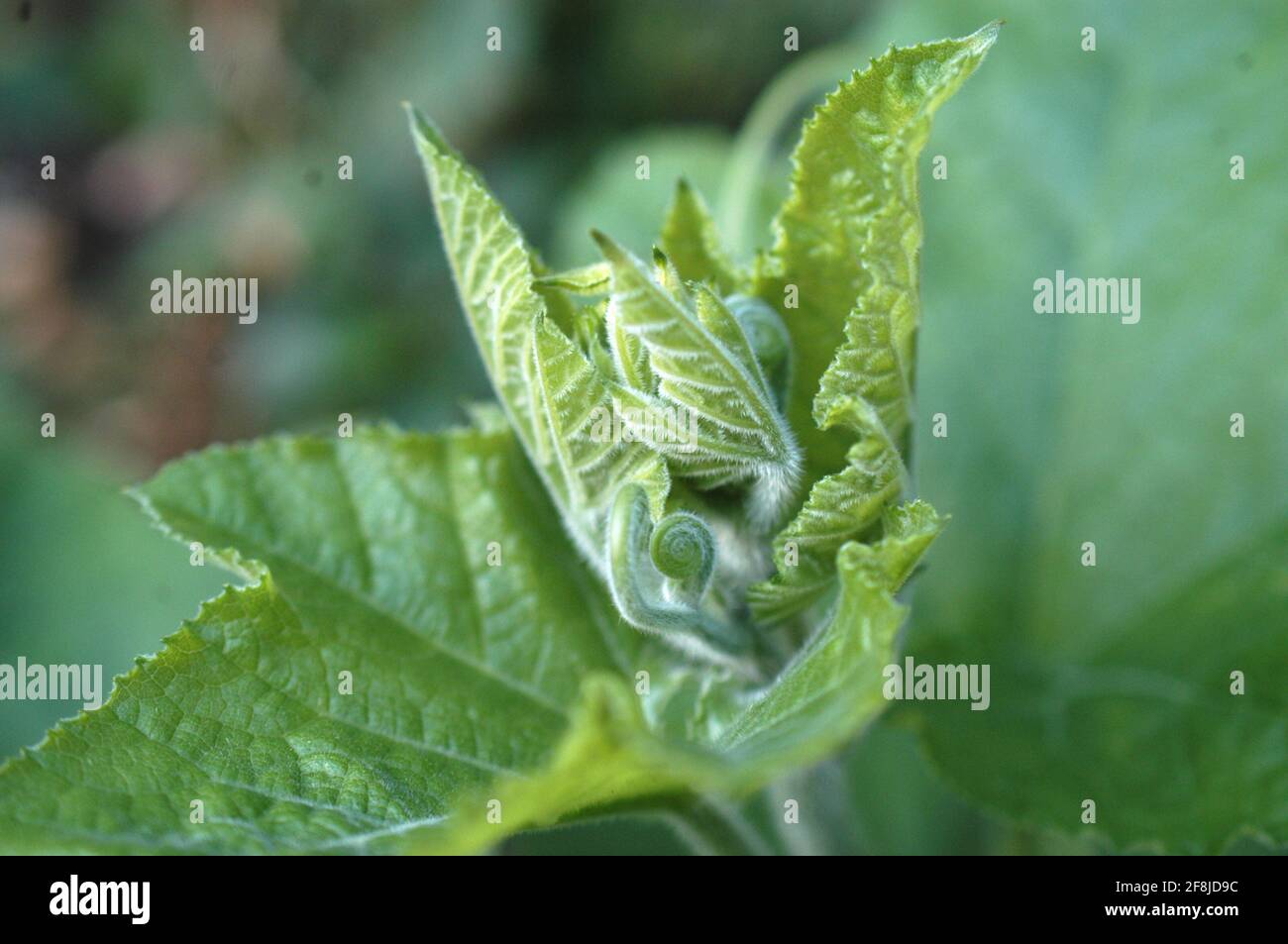 Pure light hi-res stock photography and images - Alamy