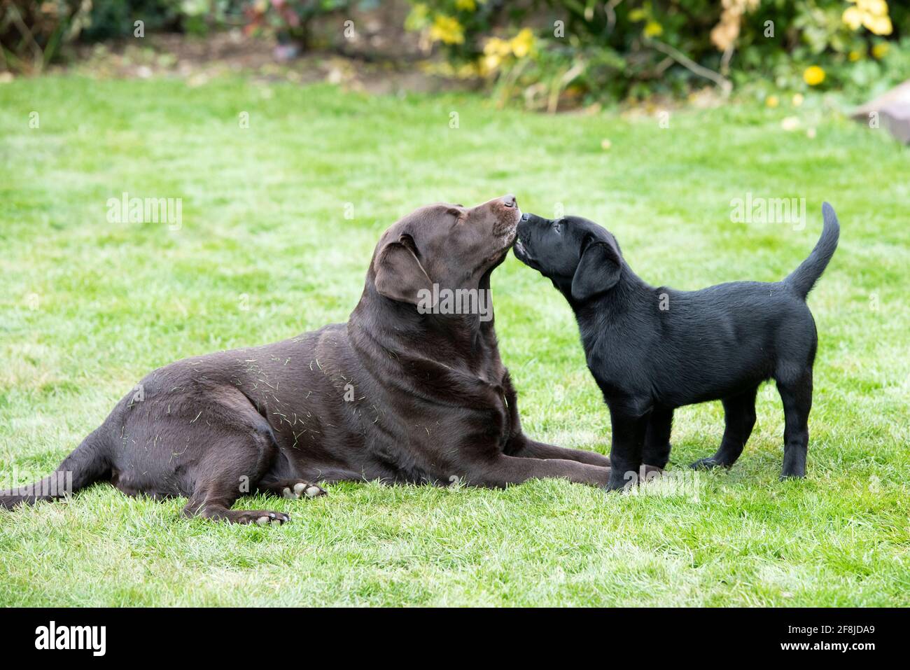 Adult chocolate Labrador dog playing in the garden with a nine week old ...