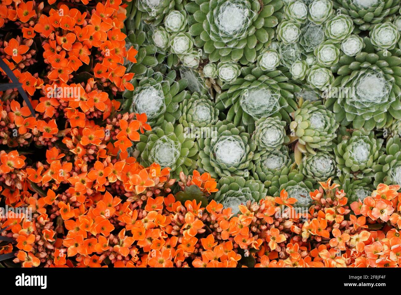 Top view of widow's-thrill flowers and succulents Stock Photo - Alamy